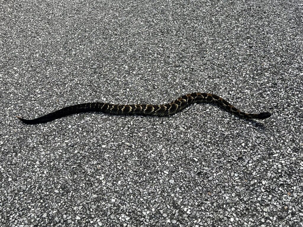 How-To Guide for Danger Noodles: Don't Become a Snakey Stat - SOLO ...