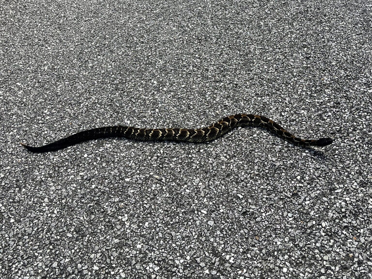 How-To Guide for Danger Noodles: Don't Become a Snakey Stat - SOLO ...